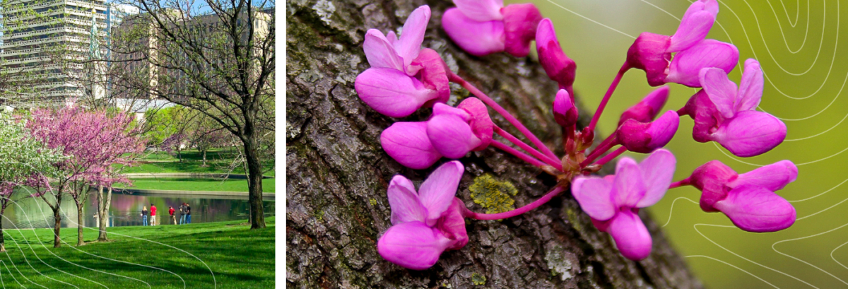 NPS Wellness Challenge - Paradigm